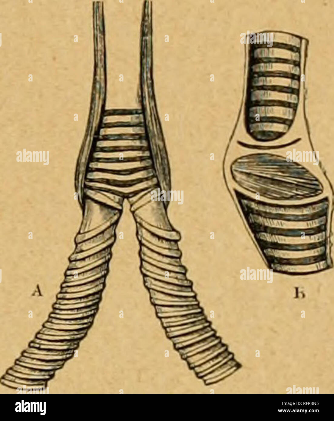 . Cassell's natural history. Animals; Animal behavior. AXATOMY OF A ...