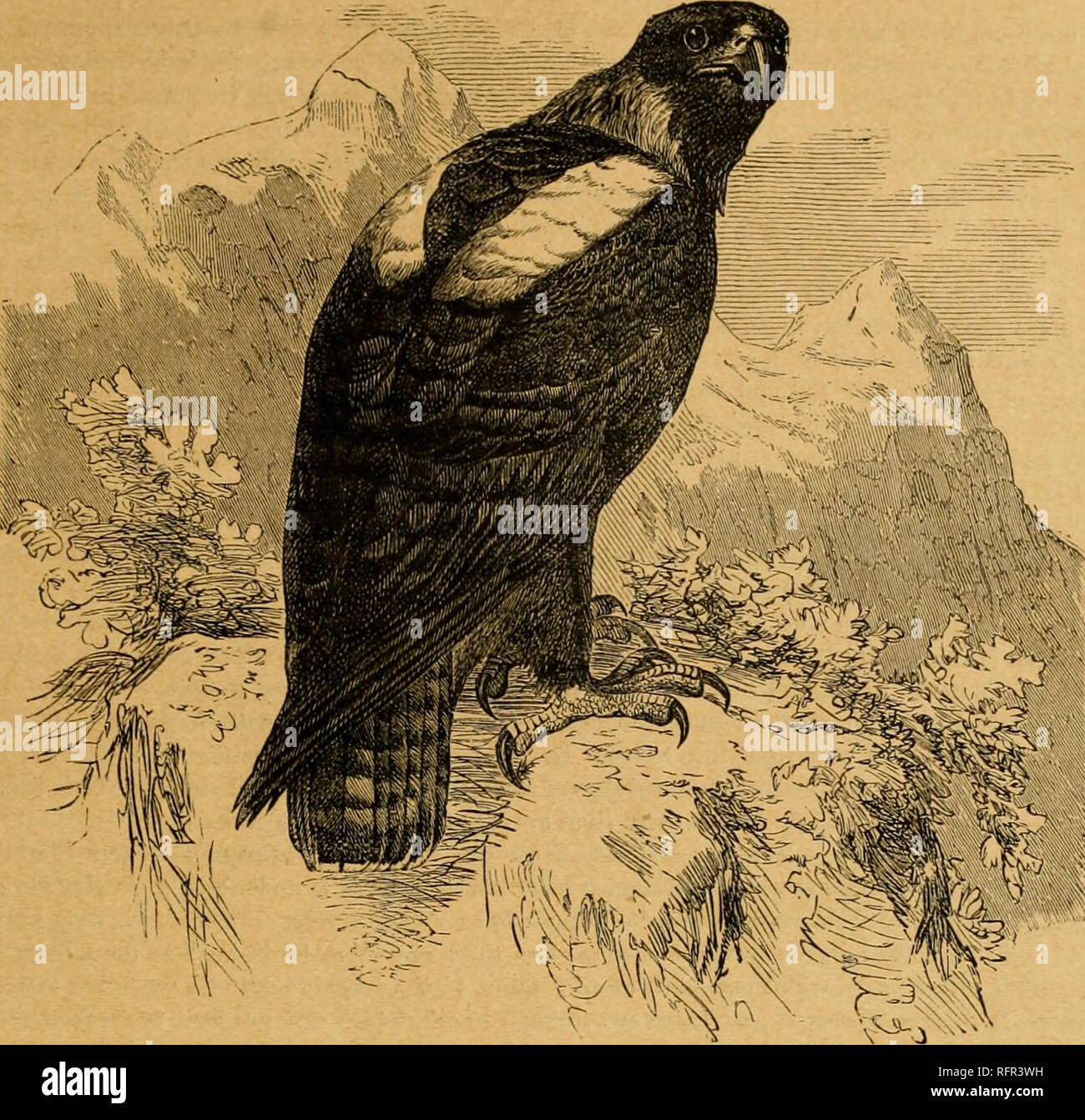 Distinctive wing structure hi-res stock photography and images - Alamy