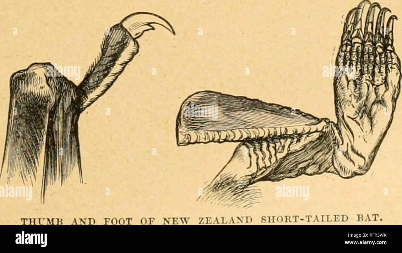 Short tailed bat new zealand hi-res stock photography and images - Alamy