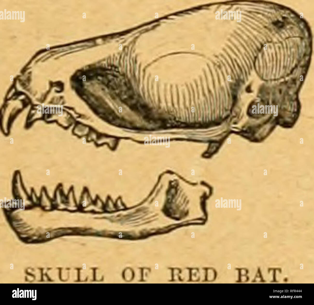 . Cassell's natural history. Animals; Animal behavior. SKVLL OF HAKr ...
