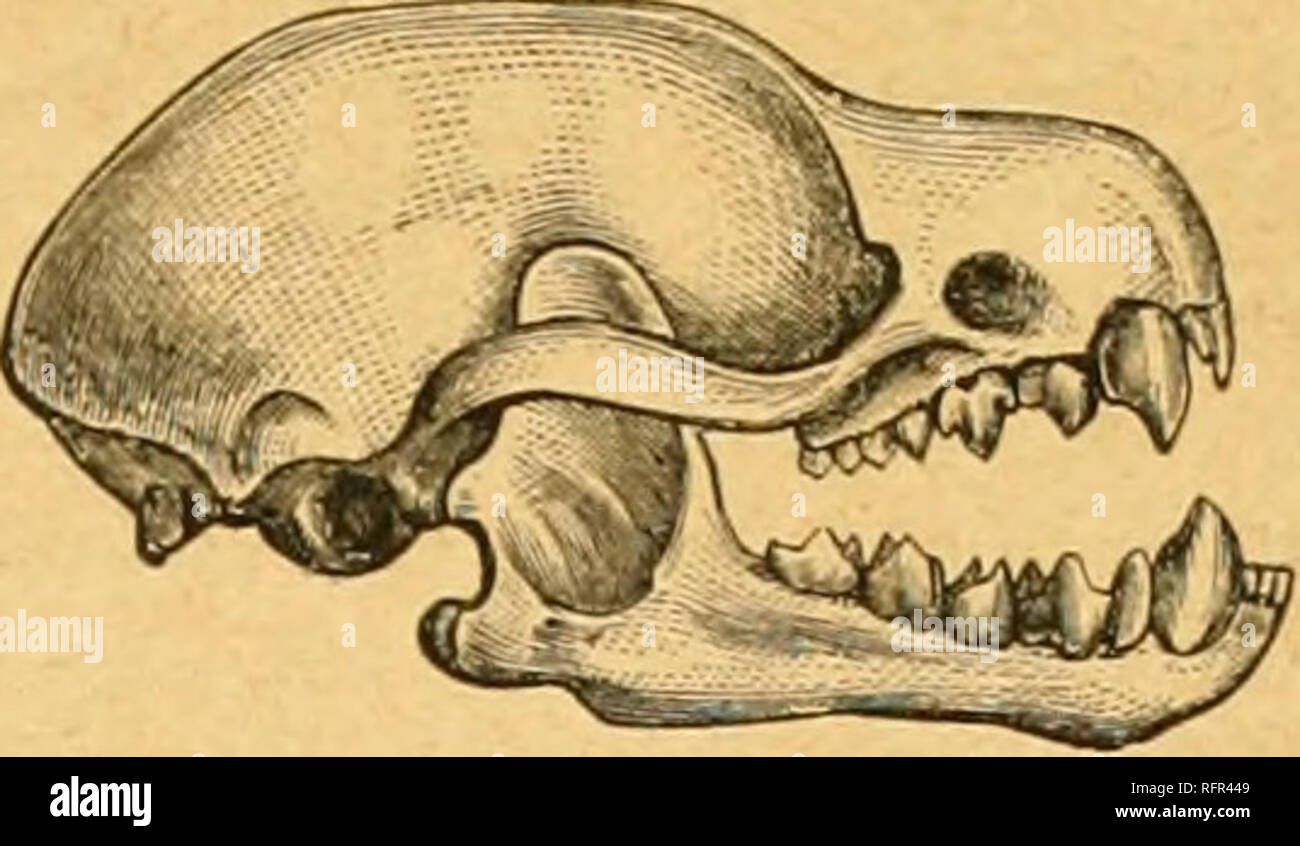 . Cassell's natural history. Animals; Animal behavior. THE RED BAT ...