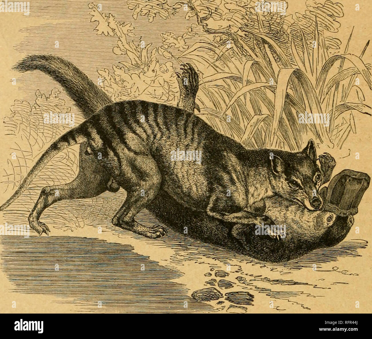 Zebra headed hi-res stock photography and images - Alamy