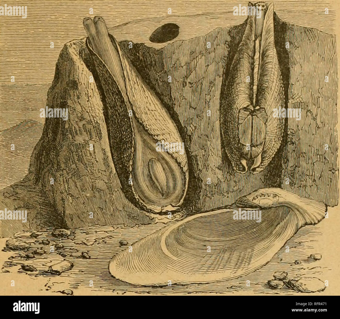 Stieng hi-res stock photography and images - Alamy