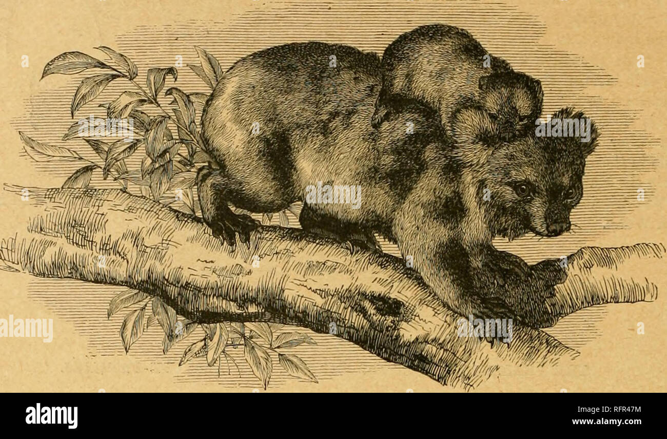 Angry koala hi-res stock photography and images - Alamy