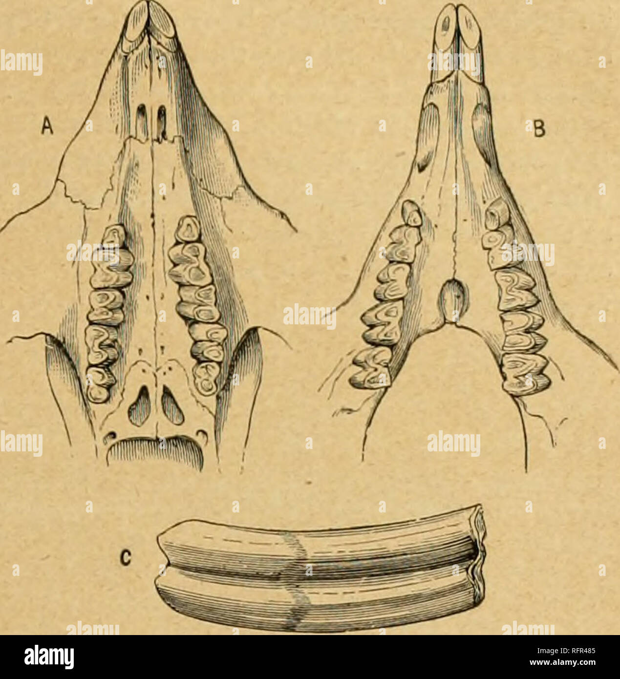 . Cassell's natural history. Animals; Animal behavior. THE rUALAXGER ...