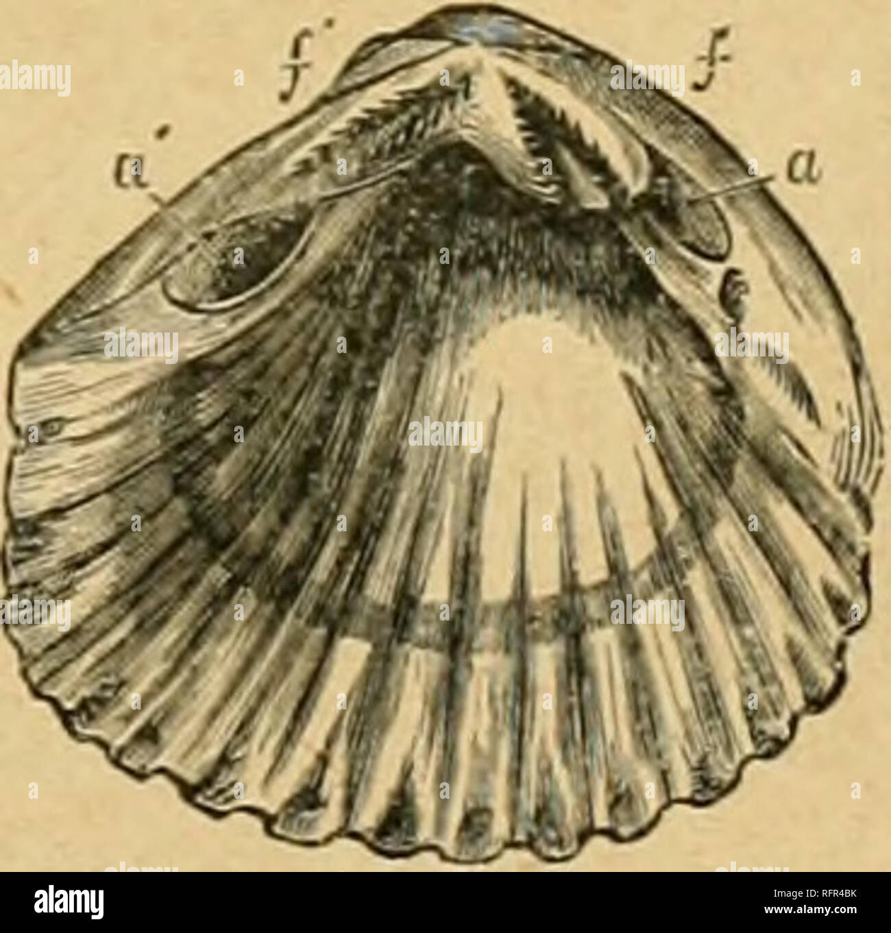 . Cassell's natural history. Animals; Animal behavior. TRIGONIA ...