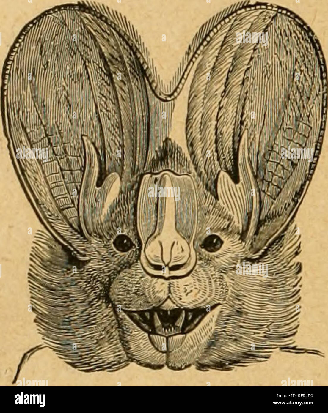 . Cassell's natural history. Animals; Animal behavior. NATUIiAL EIS70RY ...