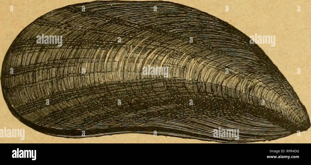 . Cassell's natural history. Animals; Animal behavior. FAMILY v ...