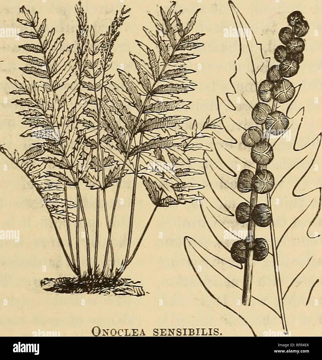 . Cassell's popular gardening. Gardening. FERNS. 373 of the shorter ...