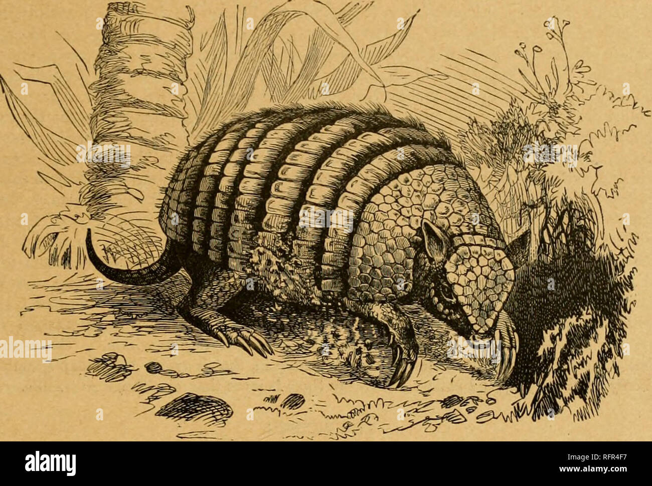 Poyou armadillo hi-res stock photography and images - Alamy