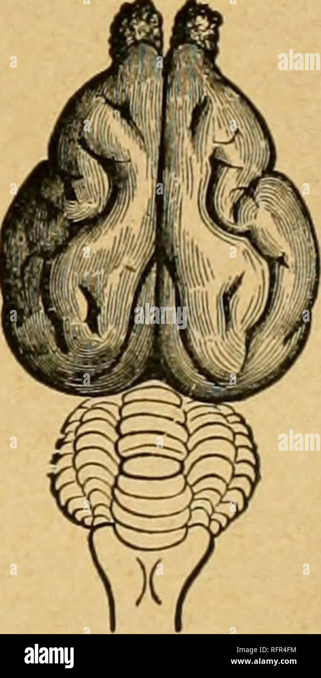 . Cassell's natural history. Animals; Animal behavior. the aroli is ...