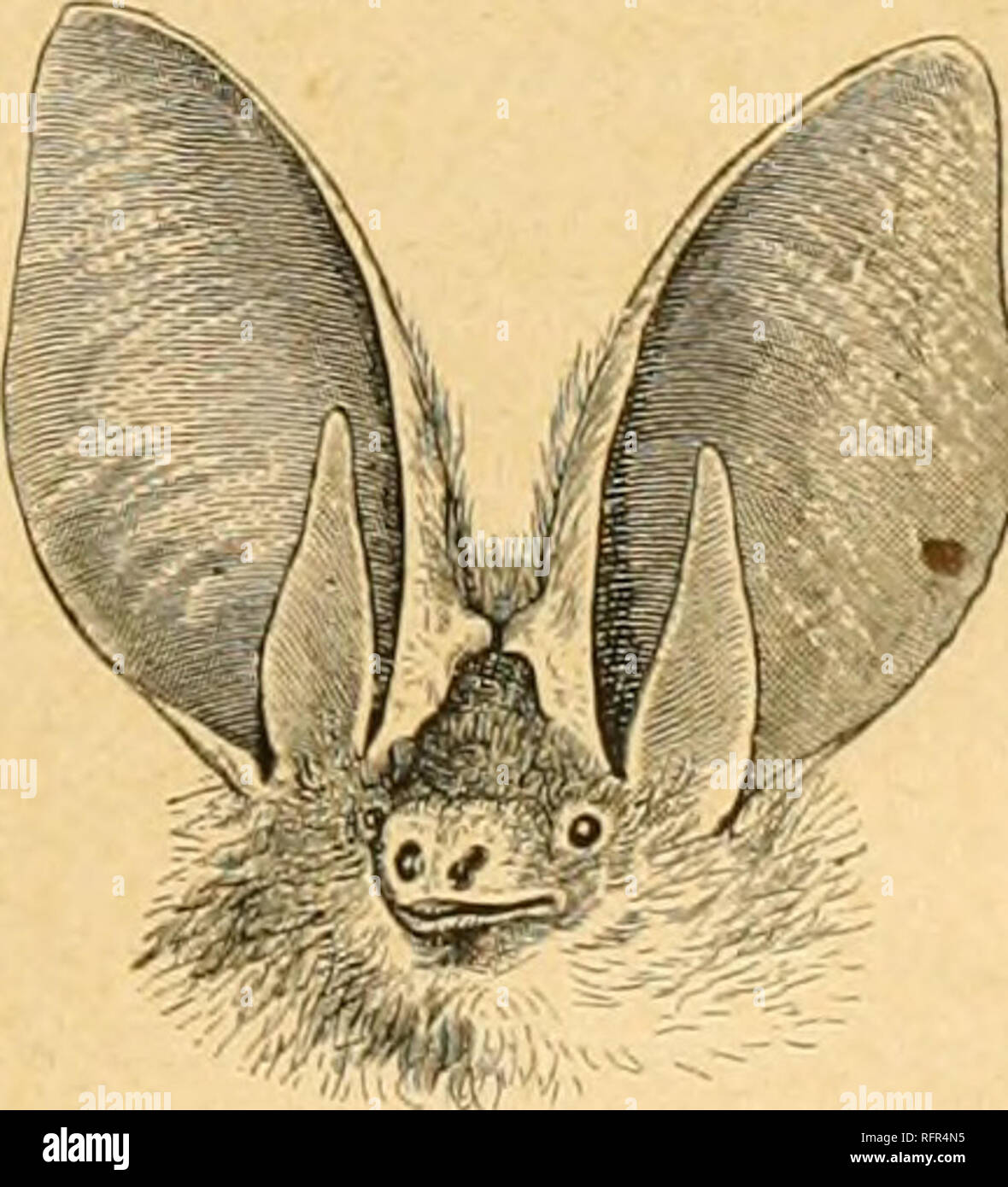 Bat enclosure hi-res stock photography and images - Alamy