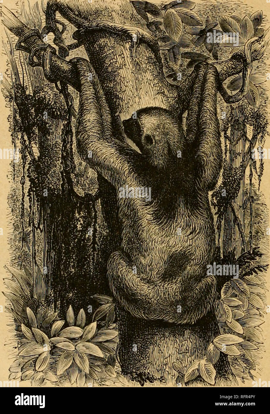 Short front limbs hi-res stock photography and images - Alamy