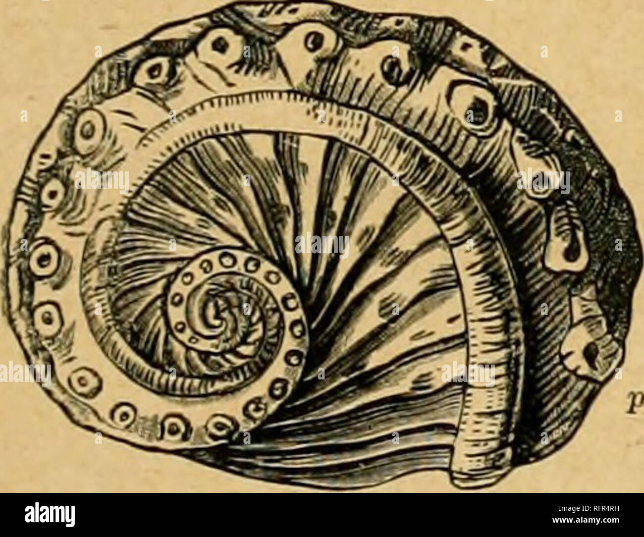 . Cassell's natural history. Animals; Animal behavior. Genus Ti-nchtix ...