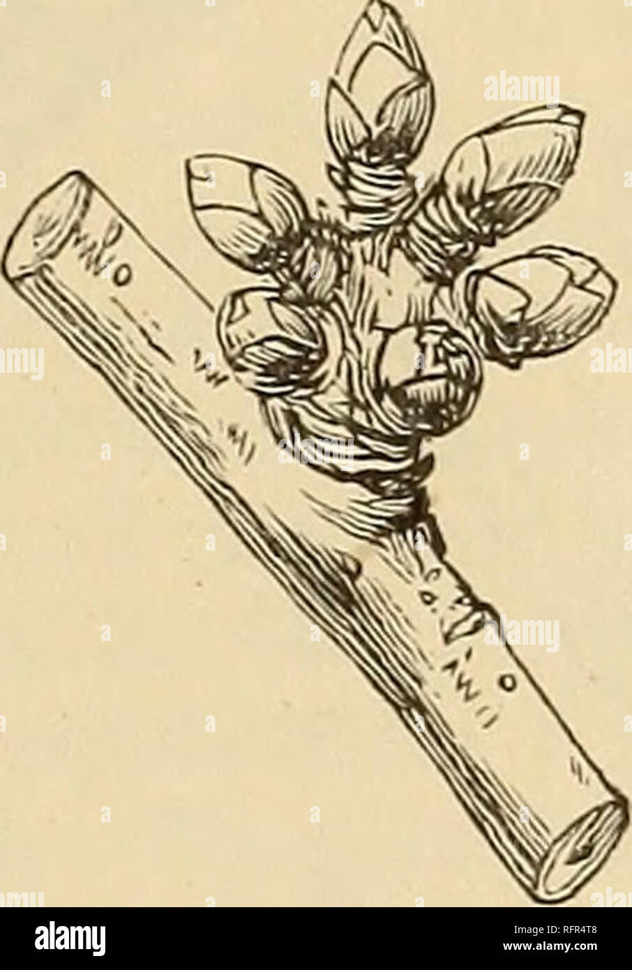 Espalier fruit tree may hi-res stock photography and images - Alamy