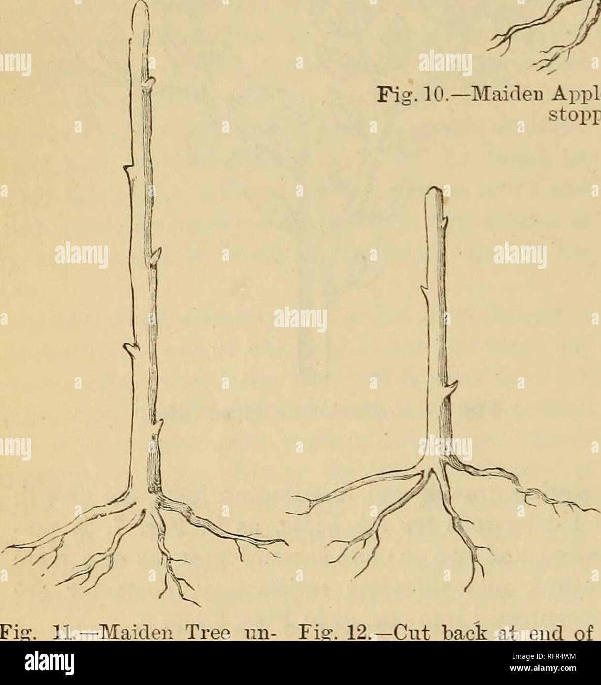 Benefit of tree roots hi-res stock photography and images - Alamy