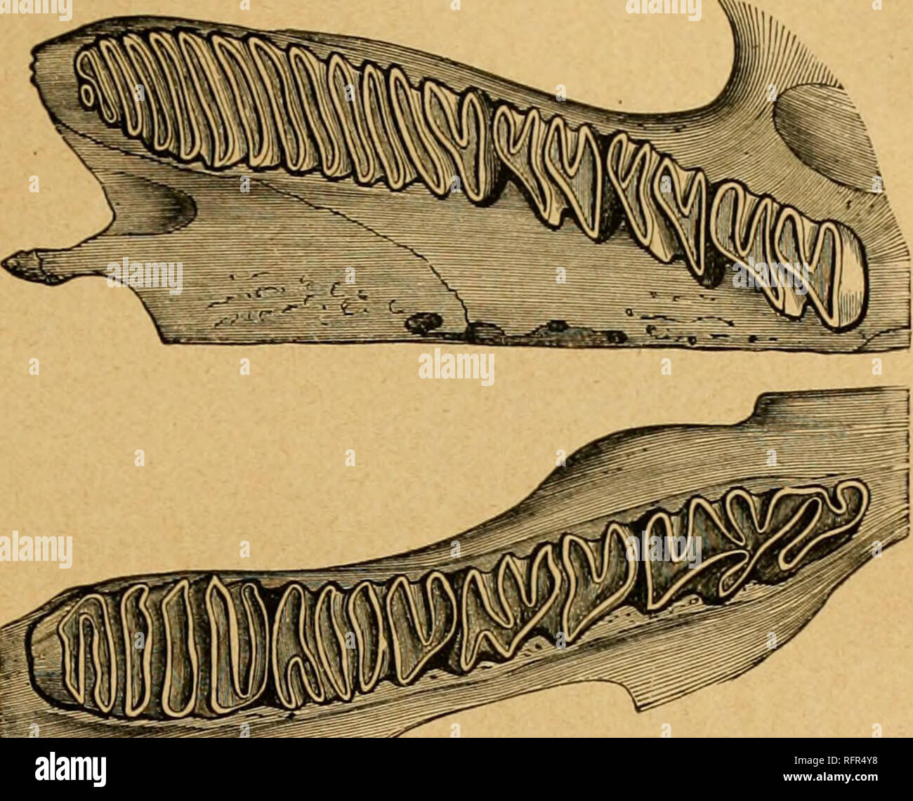 No teeth upper front hi-res stock photography and images - Alamy