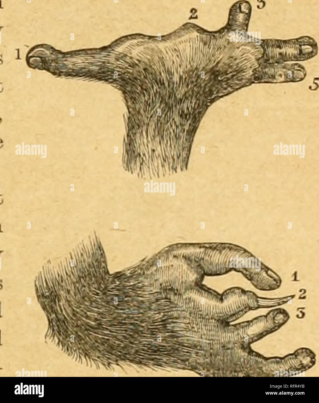 Slow loris food hi-res stock photography and images - Alamy