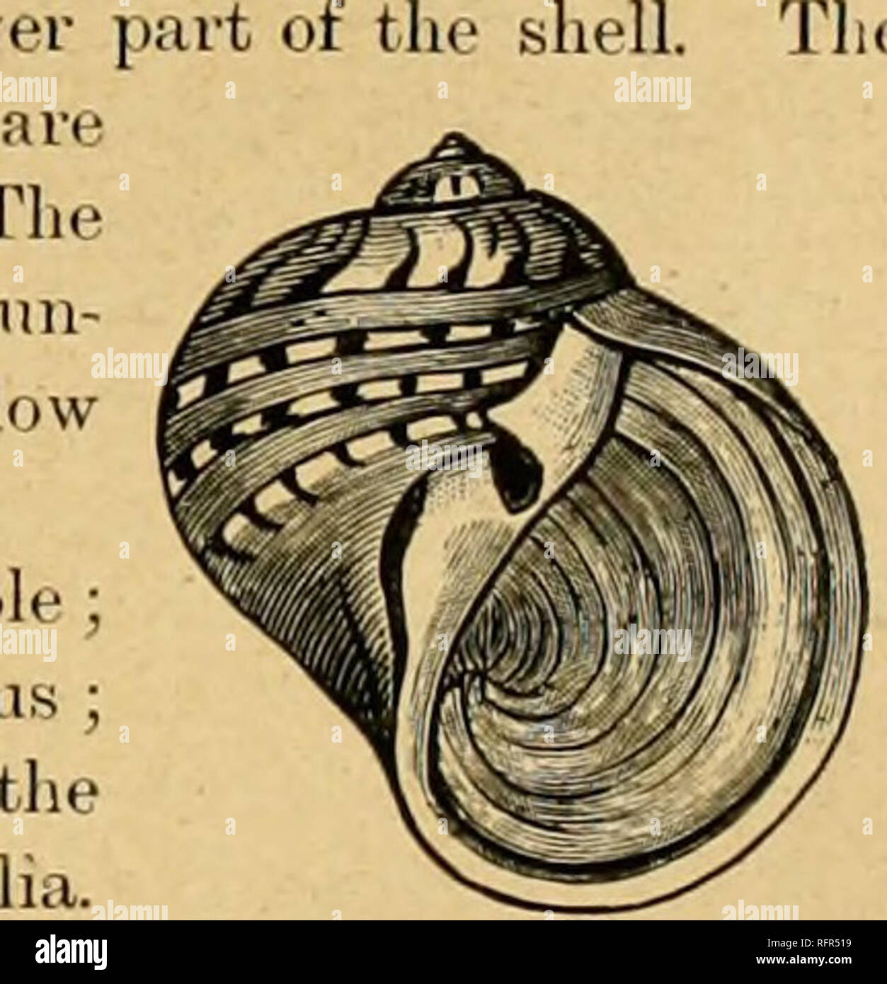 Snail shell staircase hi-res stock photography and images - Alamy