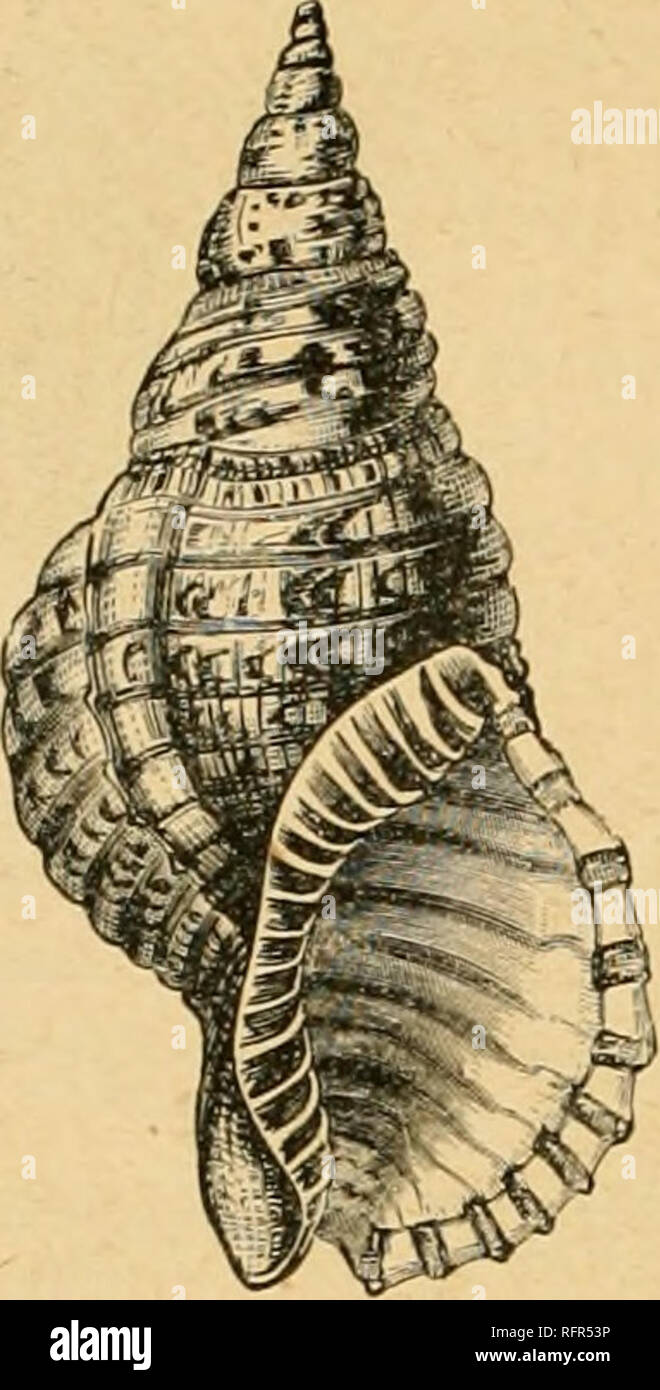 Conch shell horns hi-res stock photography and images - Alamy