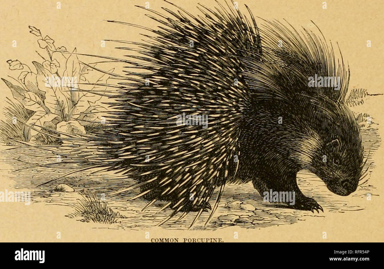 Prehensile upper lip hi-res stock photography and images - Alamy