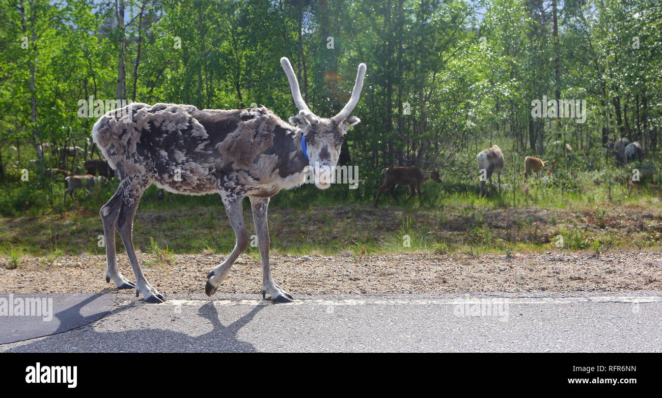 Reindeers, Inari, Lapland, Finland, Europe Stock Photo - Alamy