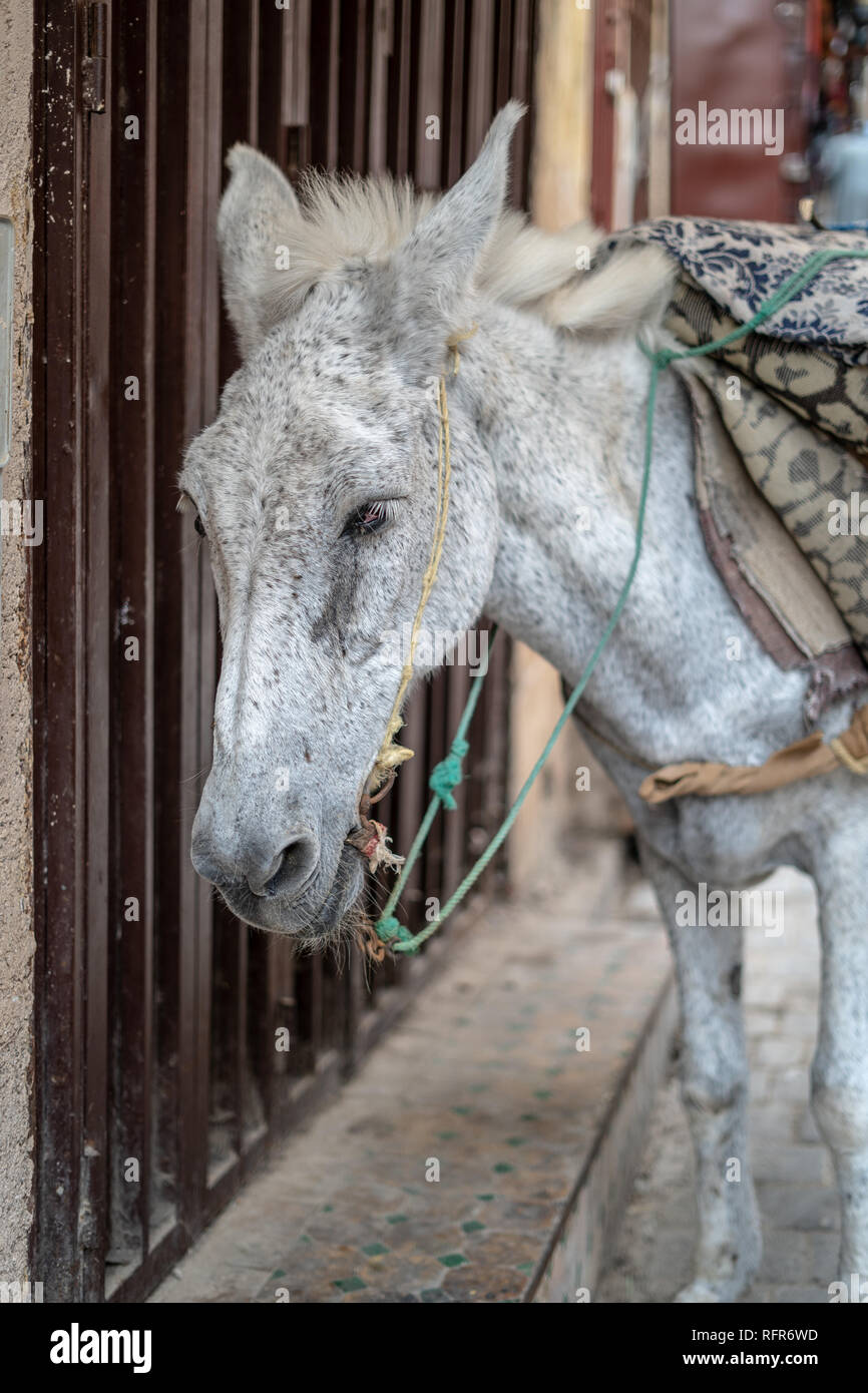 A poor donkey is used to transfer goods inside the City of Fes, Morocco ...