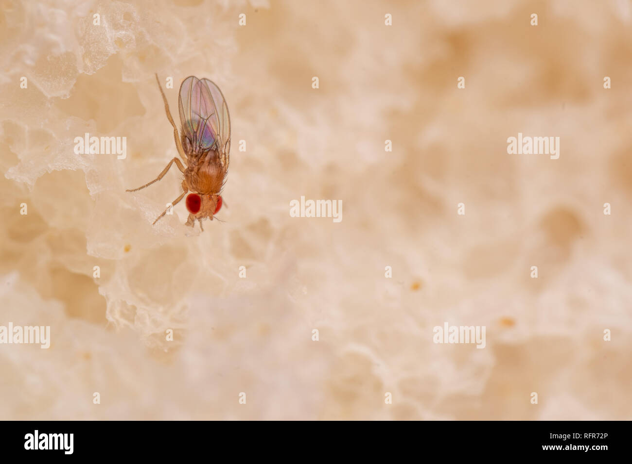 Vinegar fruit flies, Drosophila, a common kitchen pest feeding on food ...