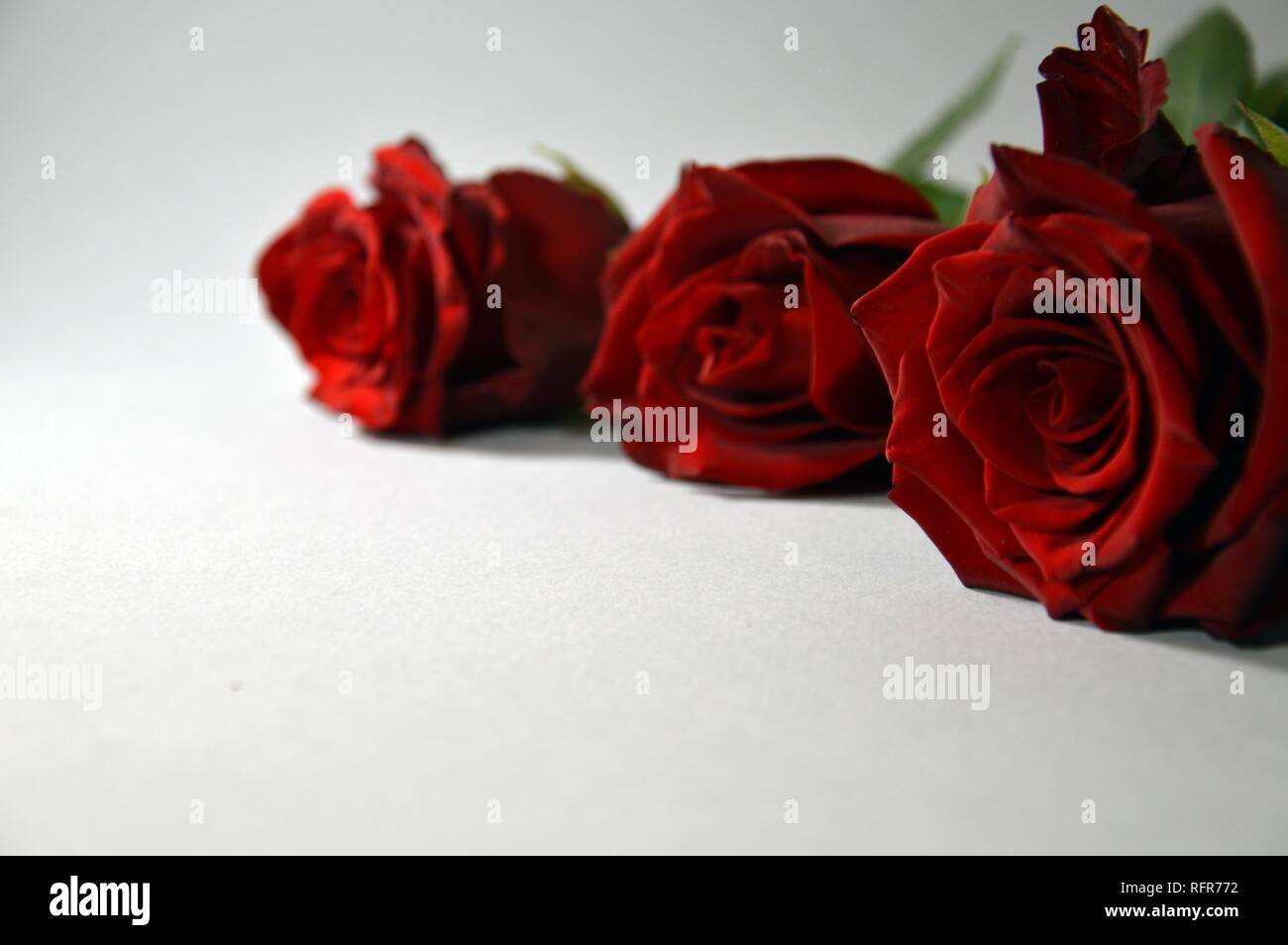 Three red rose on white background, for Valentine’s day Stock Photo - Alamy