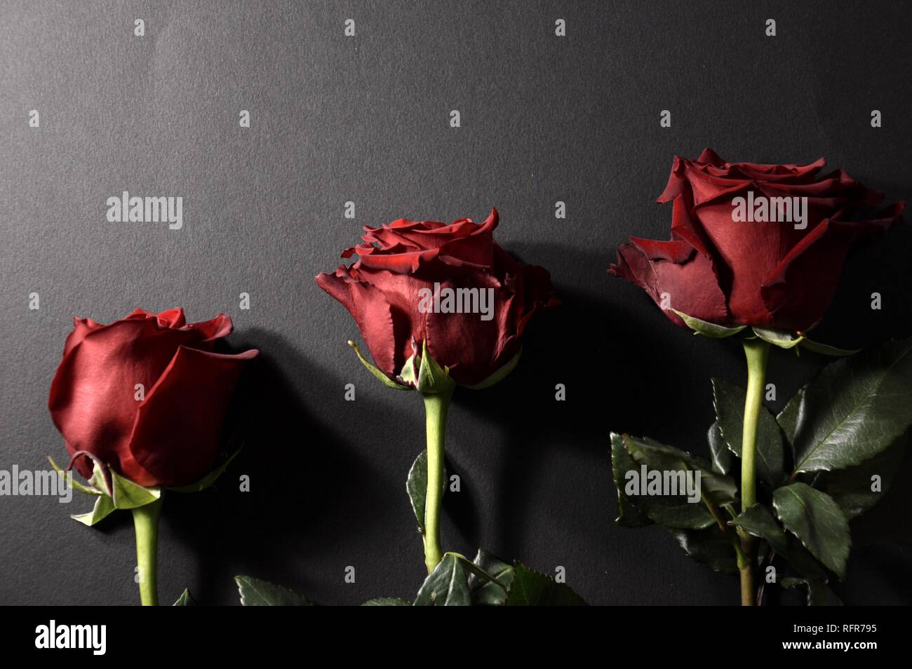 Three red rose on dark background, for Valentine’s day Stock Photo - Alamy