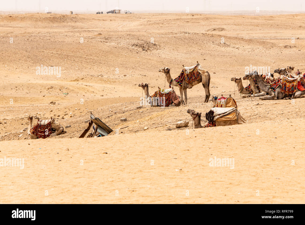 View giza plateau tourists hi-res stock photography and images - Alamy