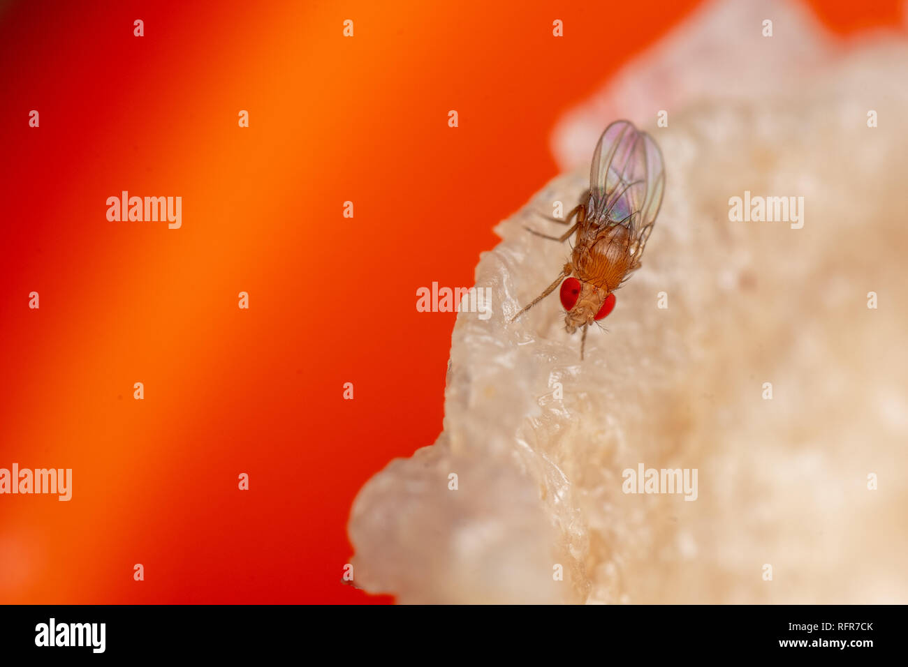 Flies on food hi-res stock photography and images - Alamy