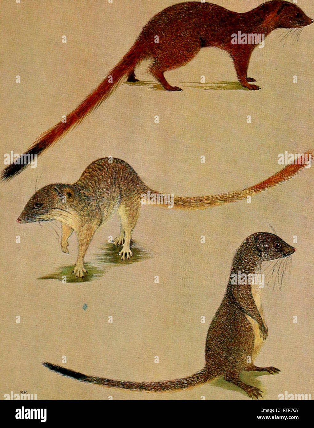 Mongoose illustrations hi-res stock photography and images - Alamy