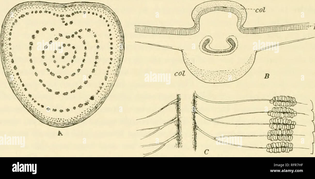 . Carnegie Institution of Washington publication. 202 THF MARATTIALES ...