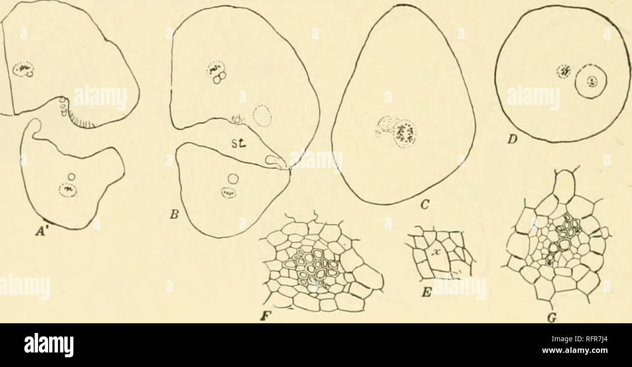 . Carnegie Institution of Washington publication. 198 THE MARATTIALES ...