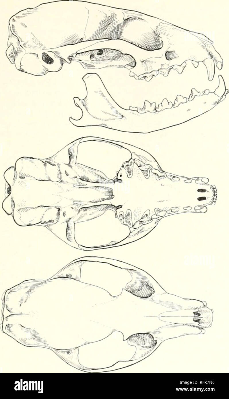 . The carnivores of West Africa. GENETTA SENEOALENSIS 195. Fig. 29 ...