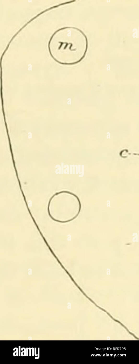 Internal structure of a leaf hi-res stock photography and images - Alamy