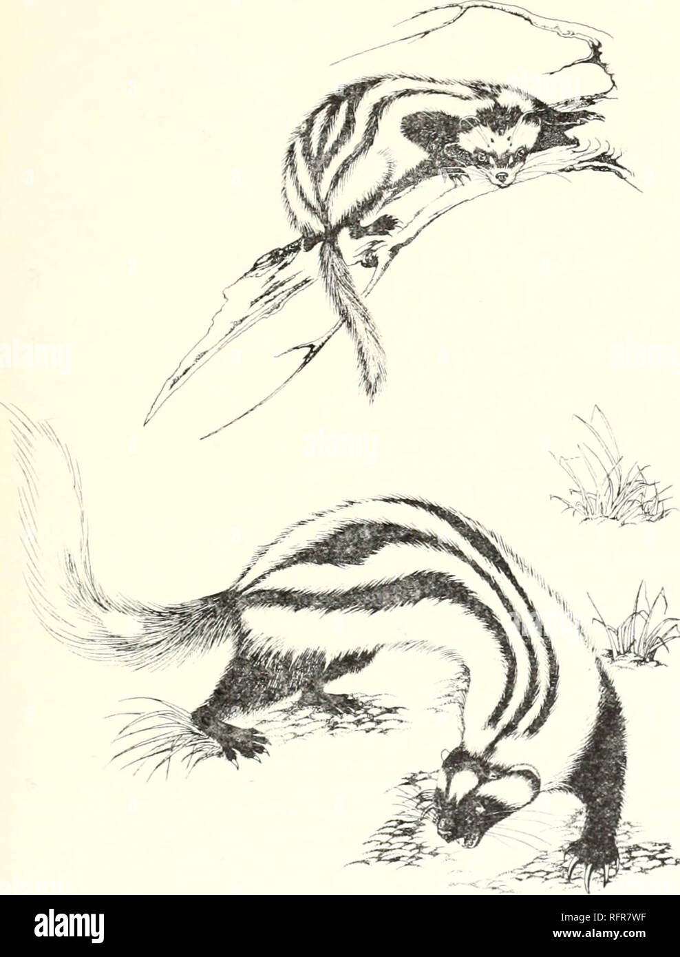 African striped weasel hi-res stock photography and images - Alamy