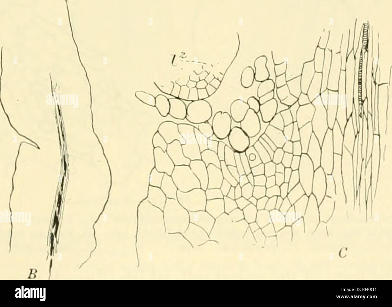 . Carnegie Institution of Washington publication. Fig. 135.—Young ...