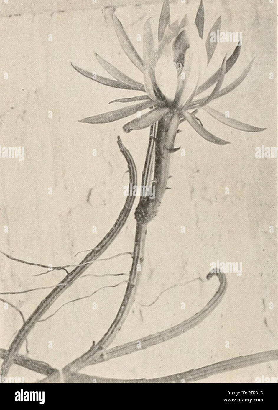 6 spreading perianth segments hi-res stock photography and images - Alamy