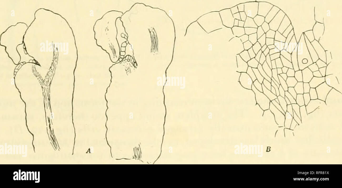 Peltate scale hi-res stock photography and images - Alamy