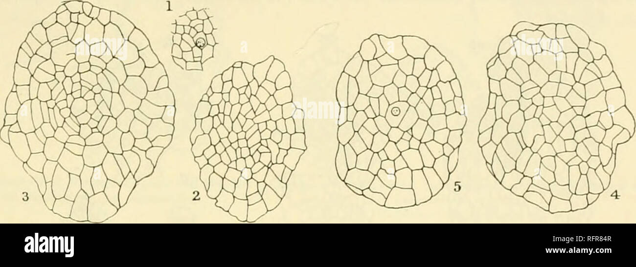 . Carnegie Institution of Washington publication. THK EMBRYO 145 in ...