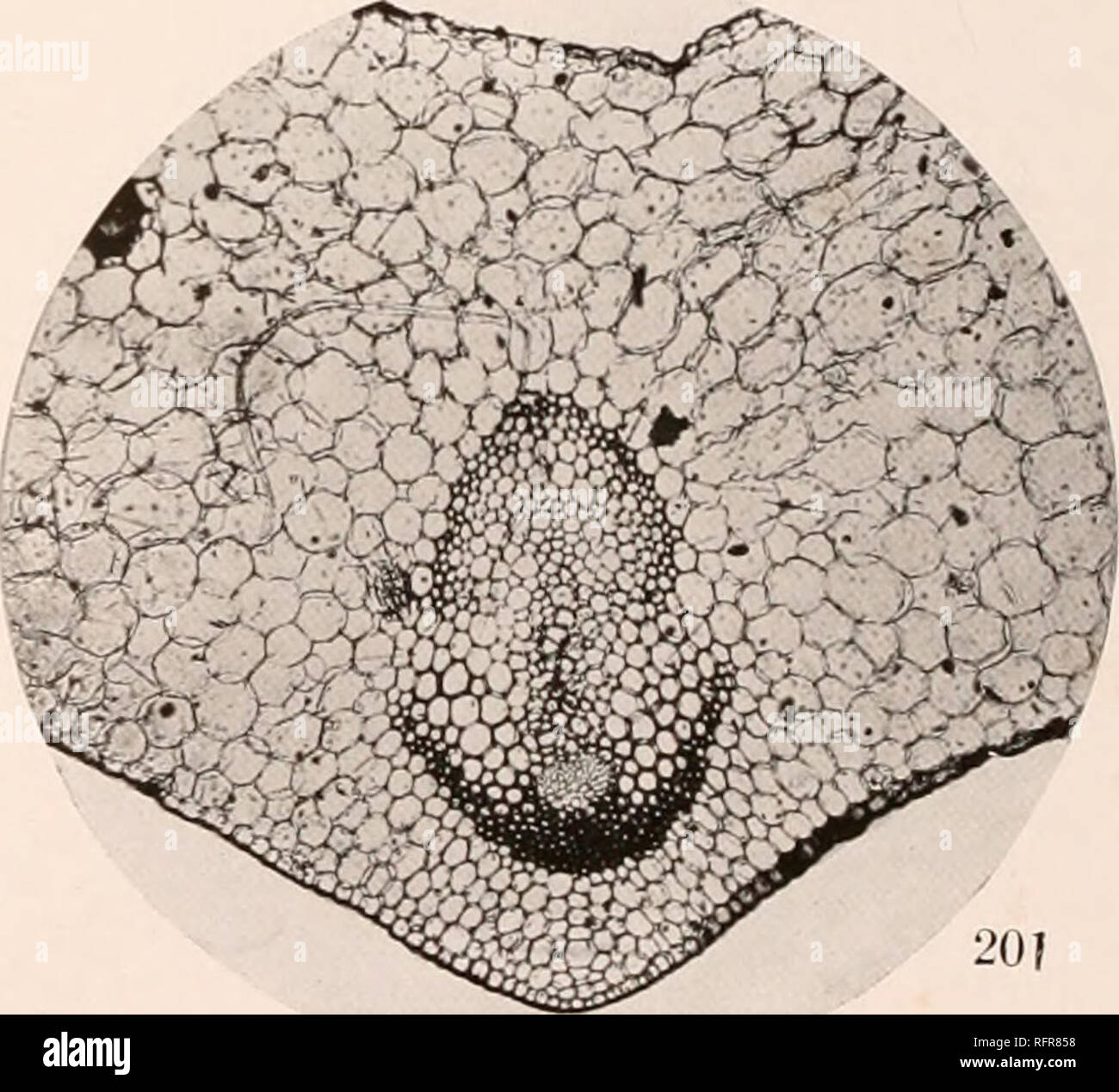 . Carnegie Institution of Washington publication. . 20? 196. Millniiiii ...