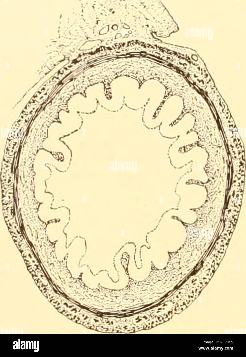 . Carnegie Institution of Washington publication. 40 STUDIES ON THE ...