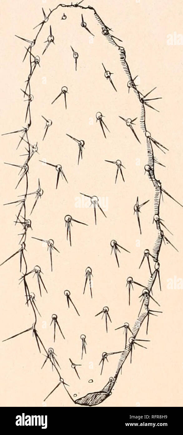 Acicular leaves hi-res stock photography and images - Alamy