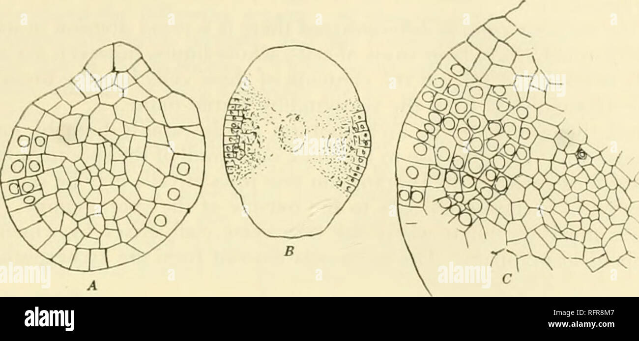 Ophioglossum reticulatum hi-res stock photography and images - Alamy