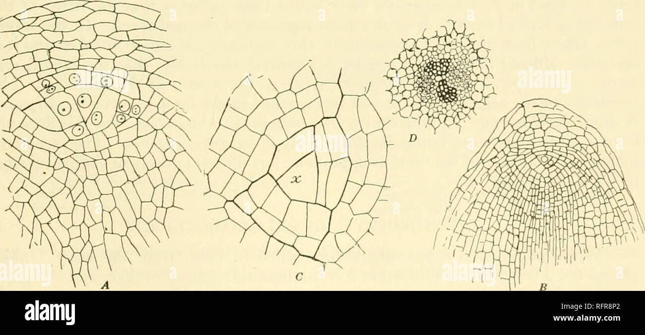 . Carnegie Institution of Washington publication. x.l. Fig. 76 ...