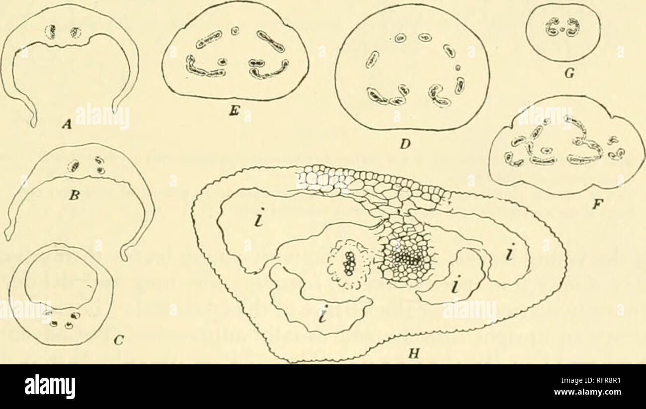 . Carnegie Institution of Washington publication. Fig. 73. A. Rhizome ...