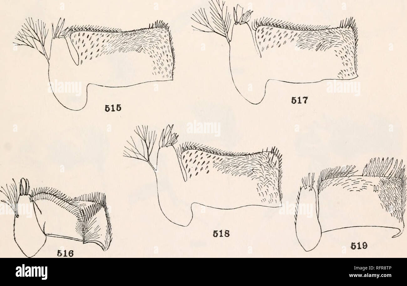 . Carnegie Institution of Washington publication. 614. MAXILLAE OF ...
