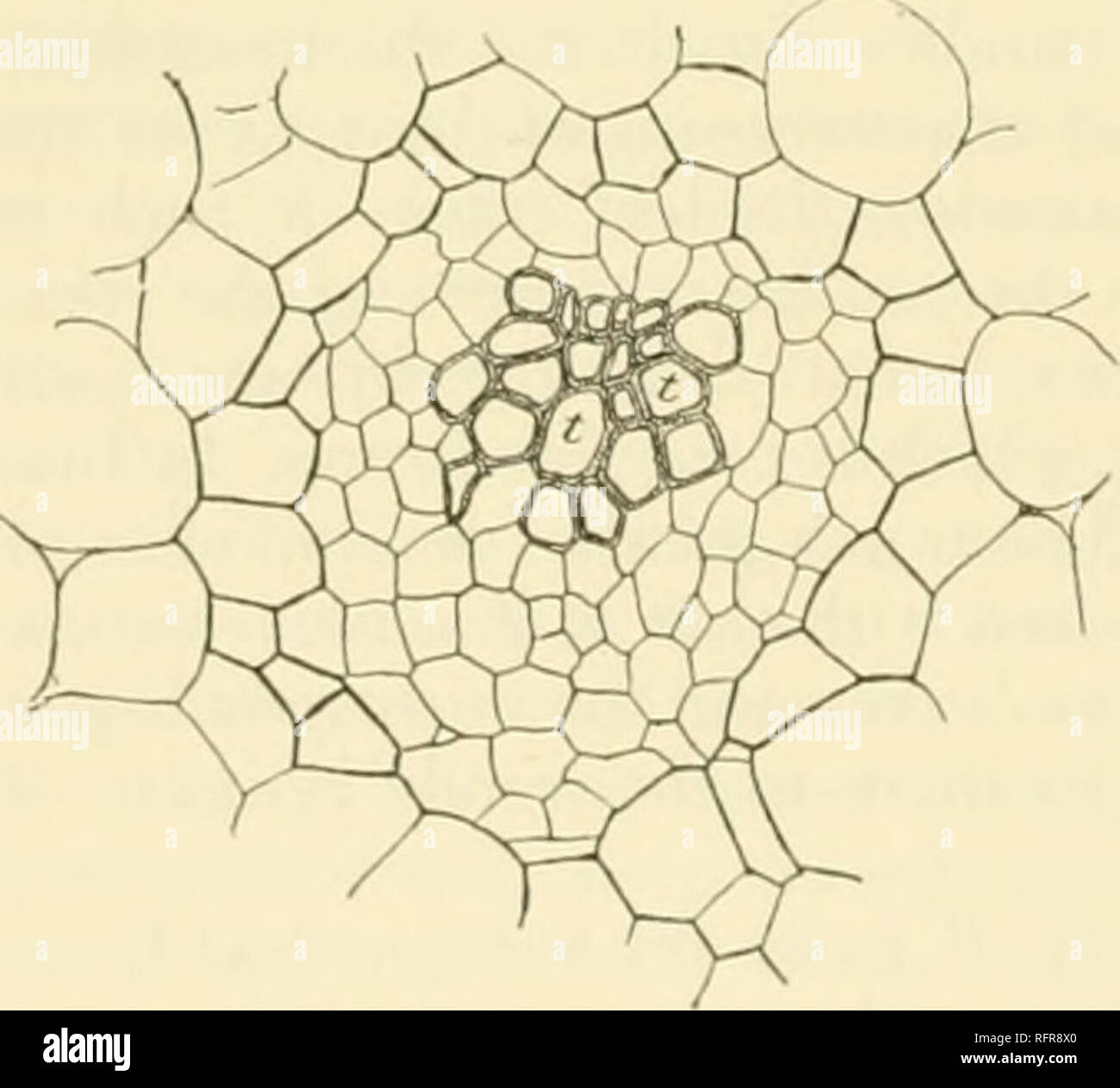 Leaf cross section stomata hi-res stock photography and images - Alamy